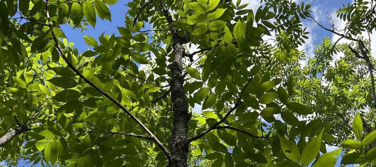 I oppose proposed circumvention of legal protections for black ash ...